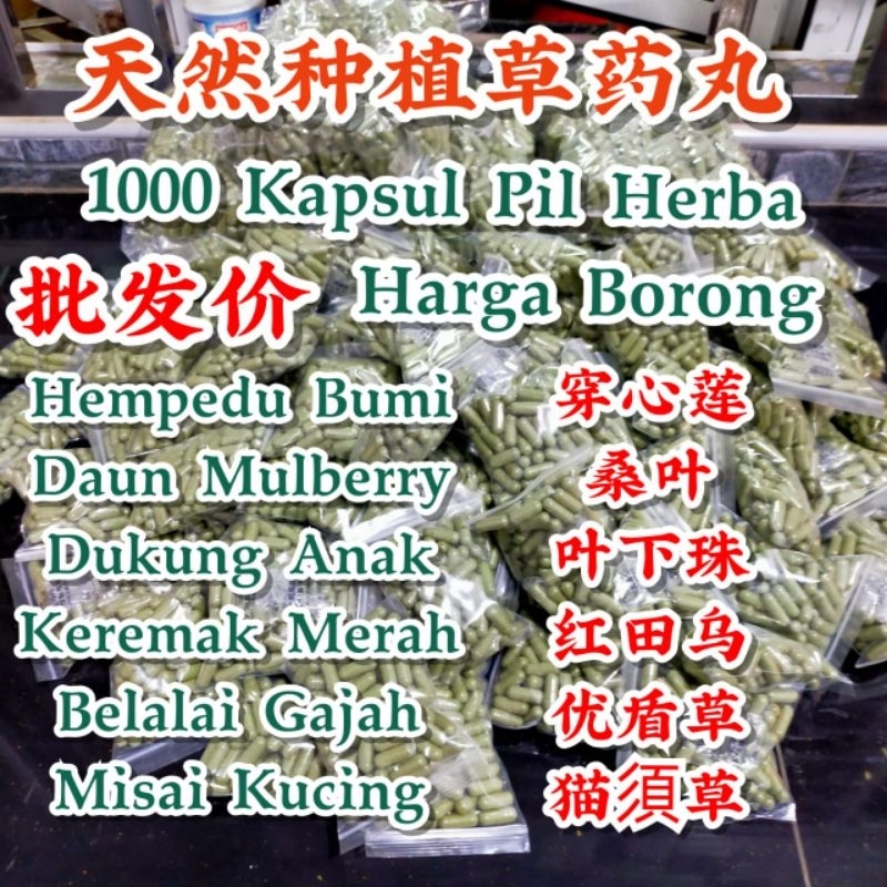 1千粒装/1000 kapsul herba*Dukung Anak叶下珠*Keremak Merah红田乌*Hempedu Bumi穿心莲 ...
