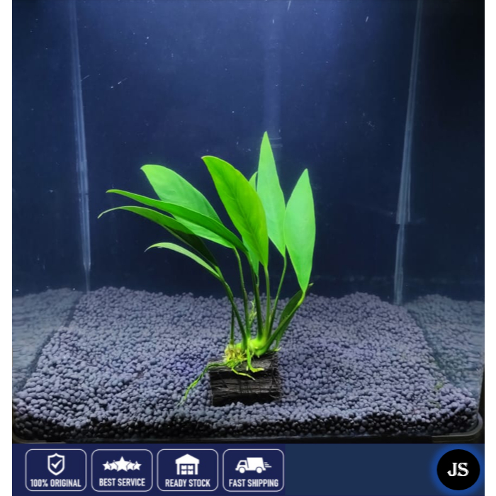 🔥Buy 3 Free 1🔥Anubias, Windelov & Java Fern Aquatic Live Plant (Anubias Nana/Pokok hiasan ...