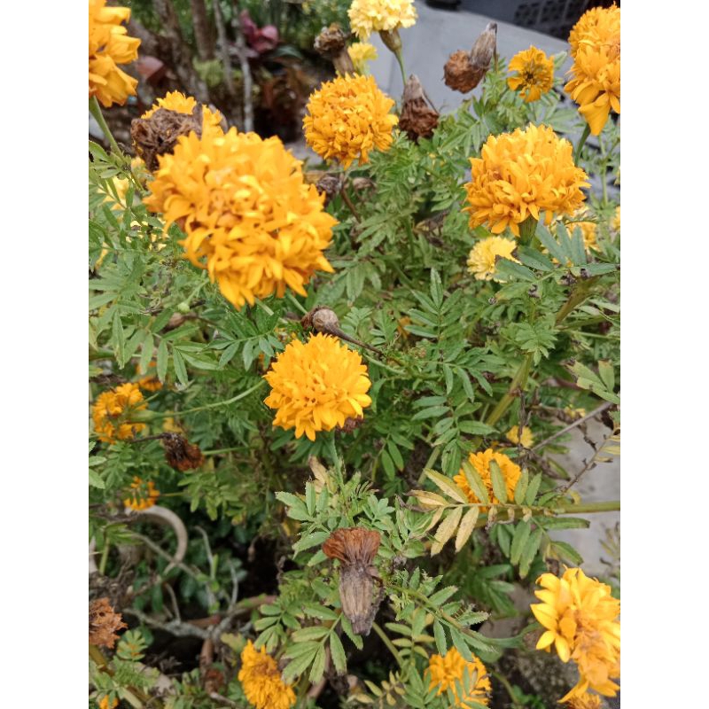Biji Benih Marigold (warna bunga Random) | Shopee Malaysia