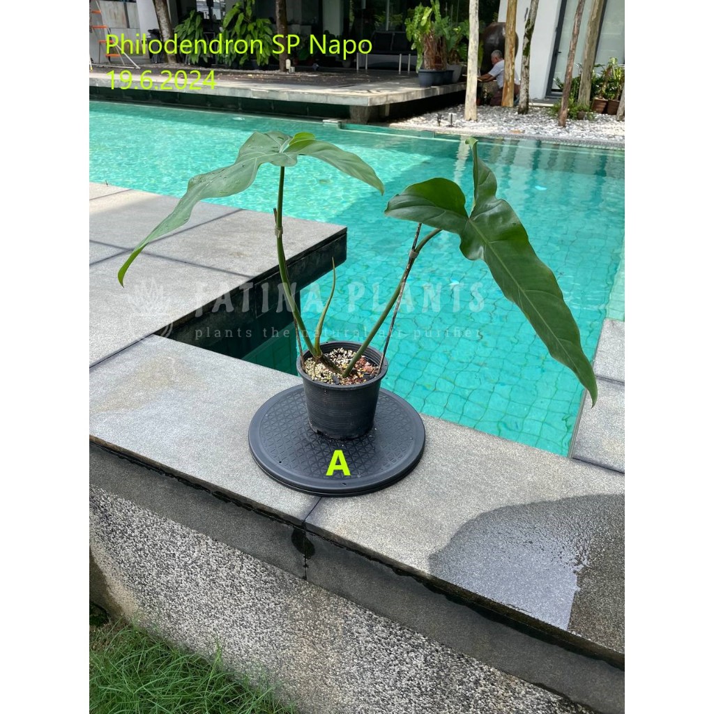 Philodendron sp Napo - Aroid Live Indoor Plant Pokok Tanaman Hiasan ...