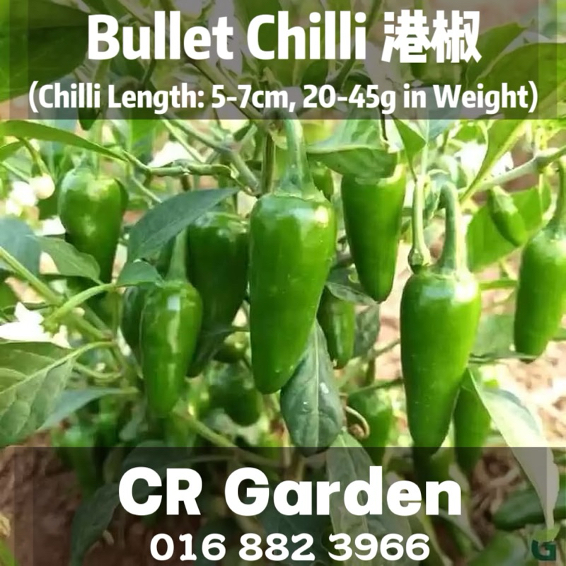 Bullet Chilli 5 seeds 港椒 5粒 (Chilli Length: 5-7cm, 20-45g in Weight ...