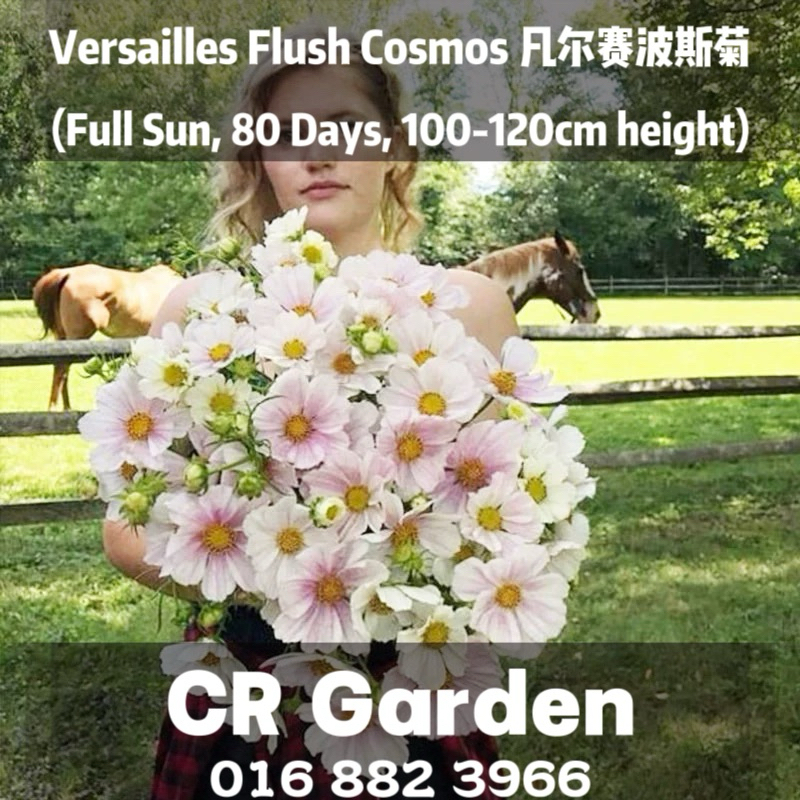 Versailles Flush Cosmos 5 Seeds 凡尔赛 5粒 (Full Sun, 80 Days, 100-120cm ...