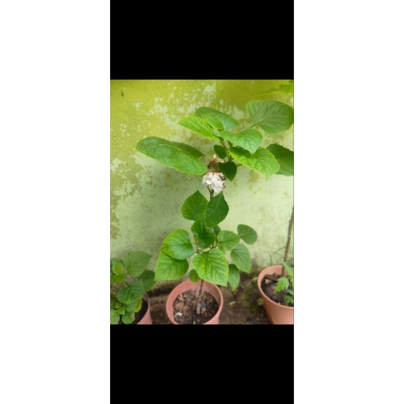 POKOK MELUR JAWA/ROMPUN/HUTAN DAH BERBUNGA | Shopee Malaysia