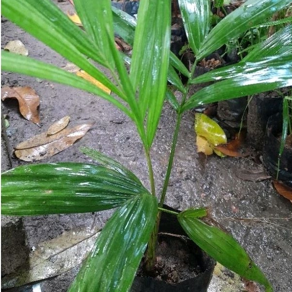 Bamboo Palm [Palm buluh]rare species, untuk hiasan,sumber hijau dan ...