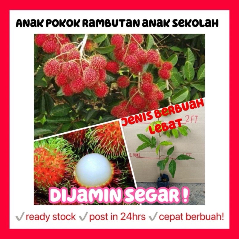 Rina • anak pokok rambutan anak sekolah • dijamin segar cepat berbuah ...
