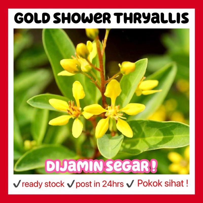 RINA • gold shower thryallis • Galphimia glauca Tristellateia ...