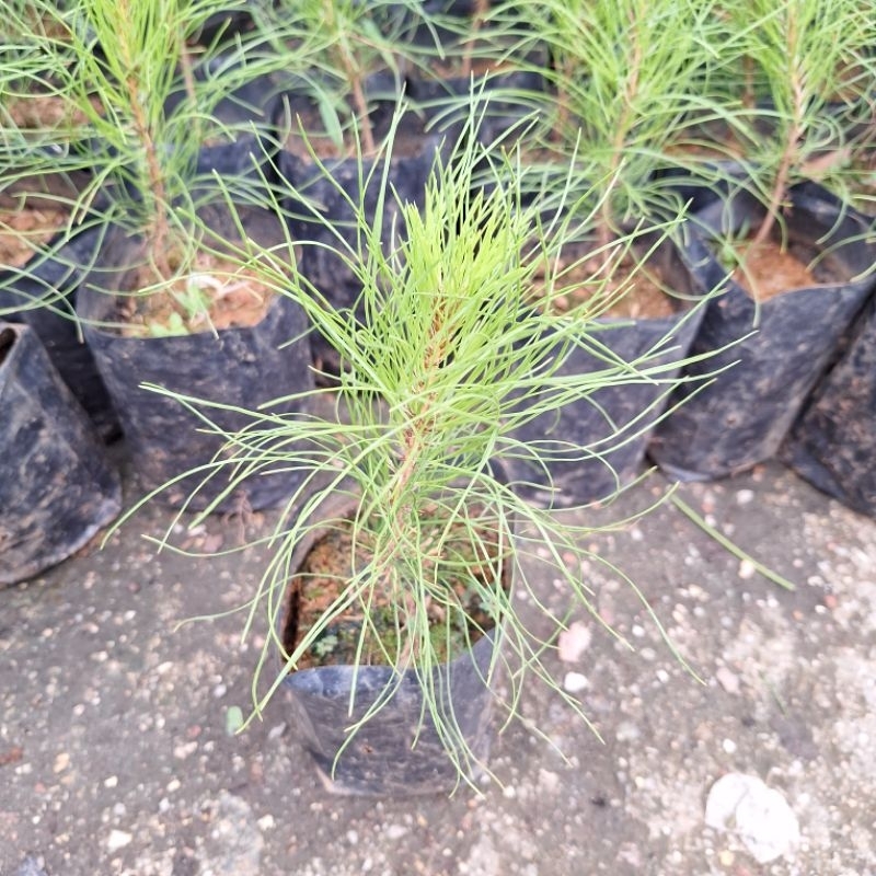 pokok pinus Ekor kuda / jenis pokok besar / tahan panas | Shopee Malaysia