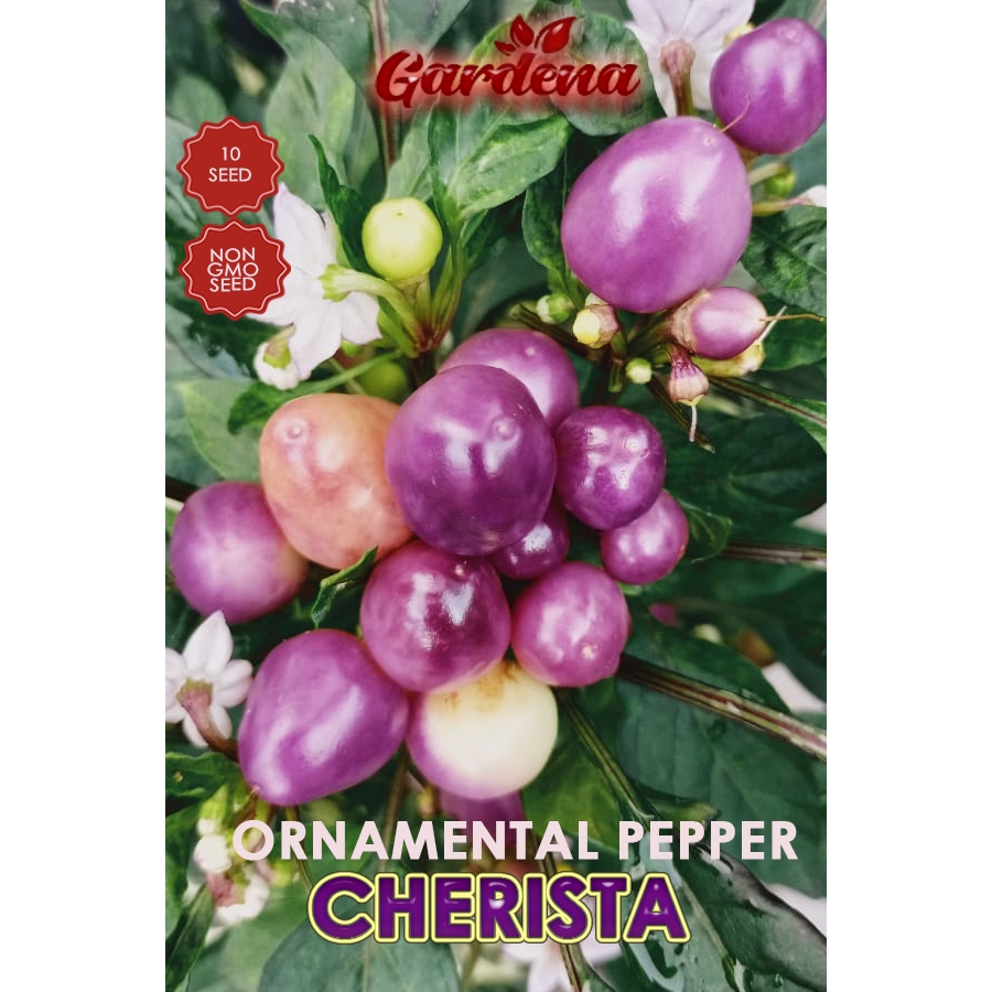 CILI HIAS - CILI JAMBAK PURPLE BULAT CHERISTA | Shopee Malaysia