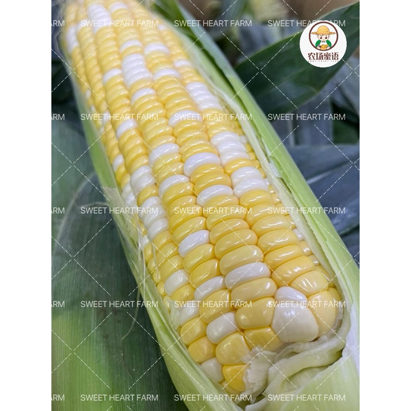 2A | 3A (6 PCS)Hokkaido White sweet Corn | jagung susu manis | 💯Cameron ...