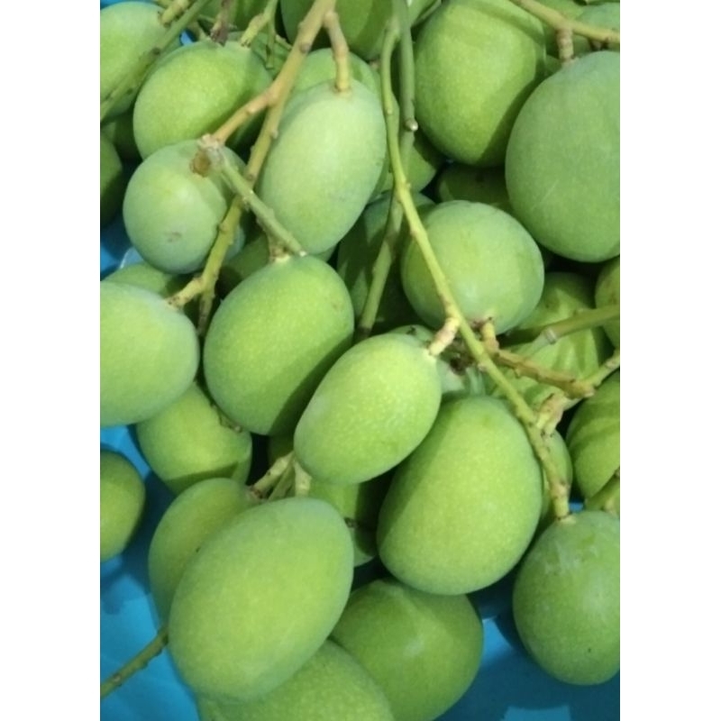 MANGGA TELUR /PAUH RINGAN TUA/HAMPIR MASAK 1KG | Shopee Malaysia