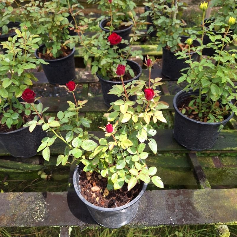 Pokok Bunga Rose Kampung / romantis/ pokok hidup | Shopee Malaysia