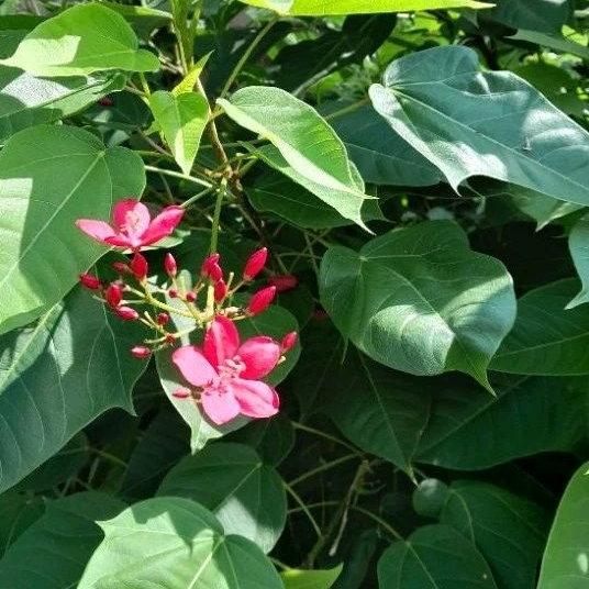 Pokok gambir Sarawak[Paregrina Jatropheintegerrima ][3 keratan batang ...