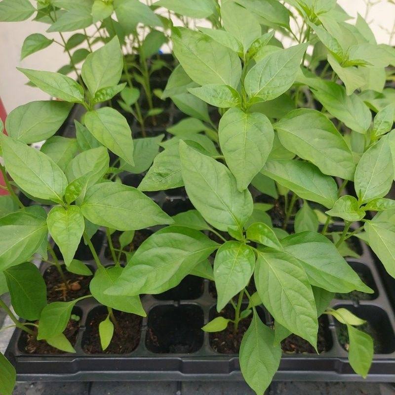anak pokok cili api centil 1 tray 60 pokok | Shopee Malaysia