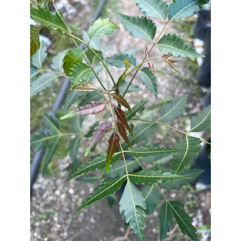 Semambu - Daun Semambu Ubat Chicken Pox : kedai sayur rawang | Shopee ...