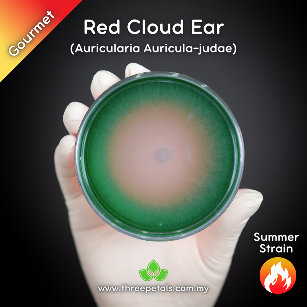 Red Cloud Ear (Auricularia Auricula-judae) Live Mycelium Mushroom ...
