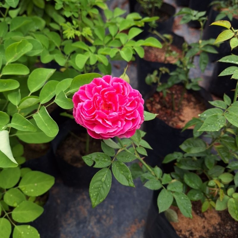Bunga rose kampung id Maggie ada 2 warna pink pekat dan pink cair ...