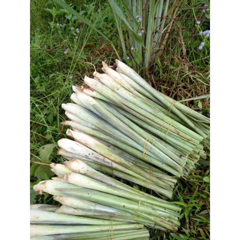 Serai Segar 1kg/fresh lemongrass | Shopee Malaysia