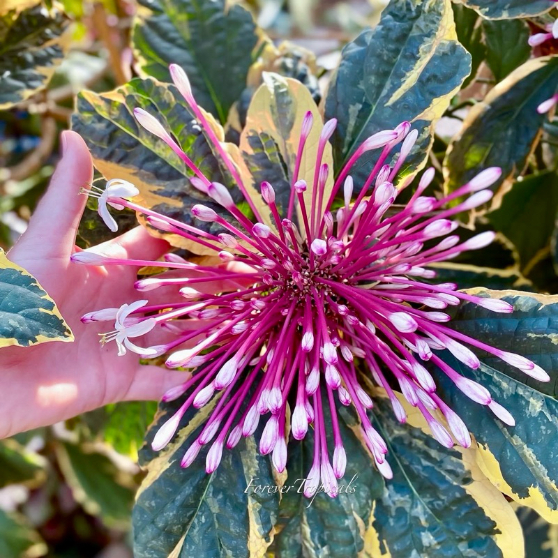 🔥OUTDOOR🔥 VARIEGATED CLORODENDRUM STARBURST BUSH / Shooting Star Tree ...