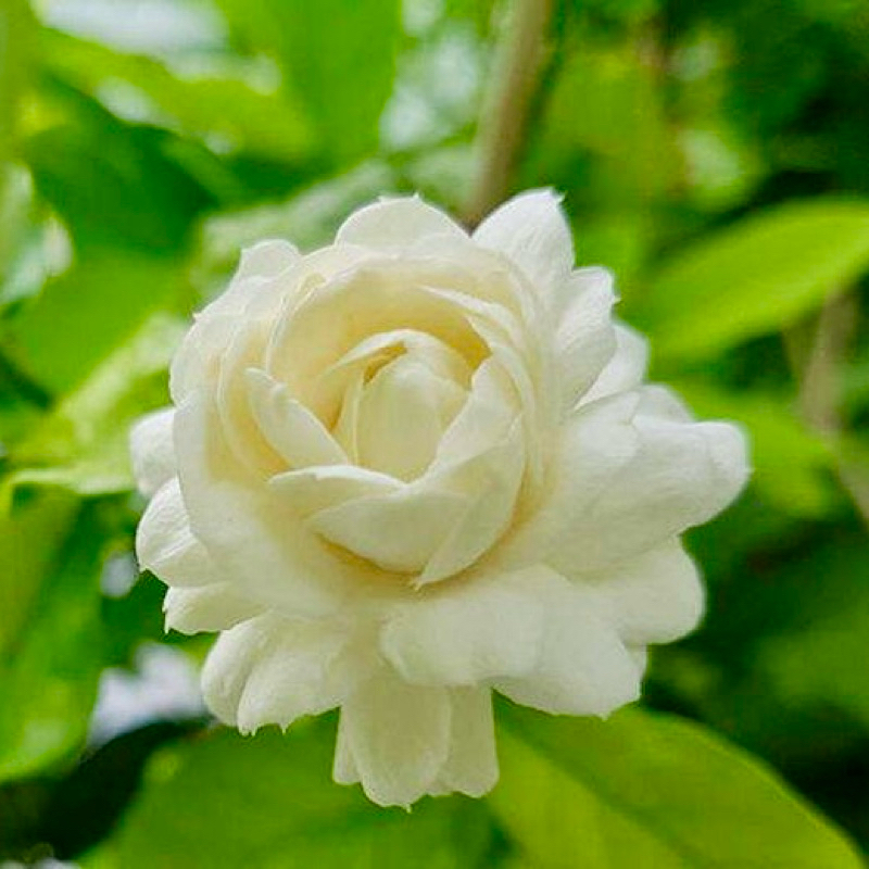 🔥WANGI🔥 POKOK MELUR ROSE / Melur Kampung / Melur Susun / Duke Of ...