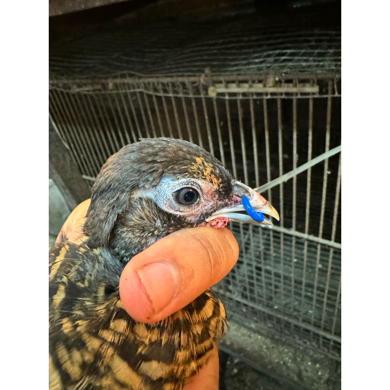 anti cannibalism and anti pecking ,plastic chicken beaks claps | Shopee ...