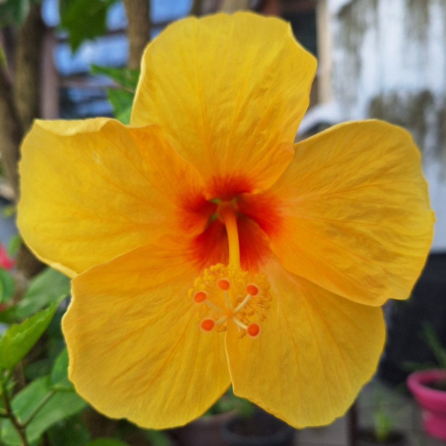 Hibiscus Plant Pokok Bunga Raya 大红花盆栽 | Shopee Malaysia