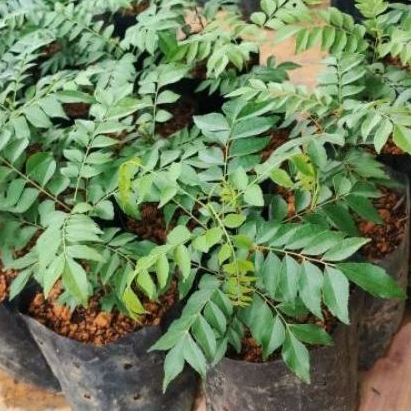 ANAK POKOK KARI | ANAK POKOK CURRY | DAUN KARI SEGAR | Shopee Malaysia