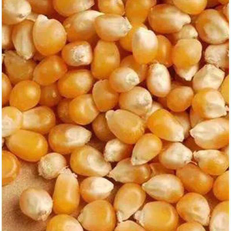 干玉米粒 Popcorn Kernel halal repack 500g | Shopee Malaysia