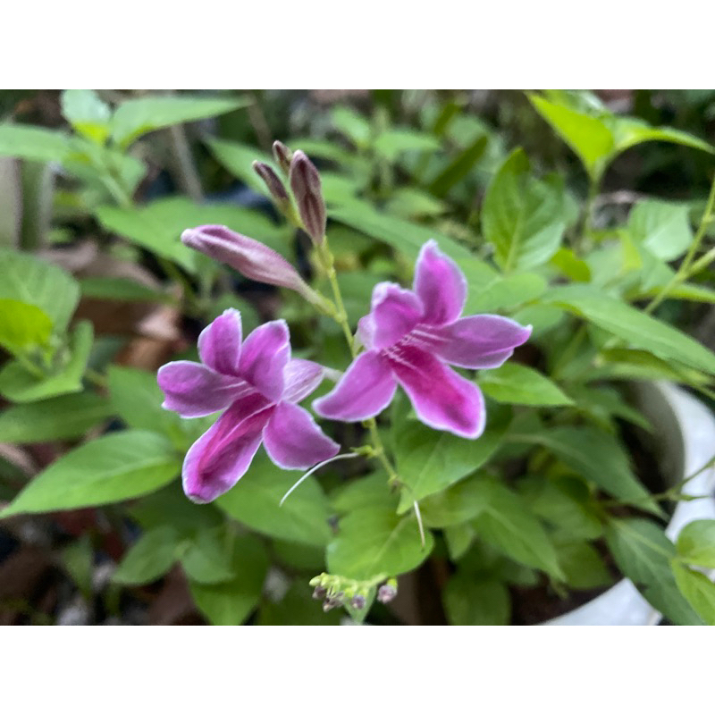 pokok chinese violet ungu ( anak pokok ) | Shopee Malaysia