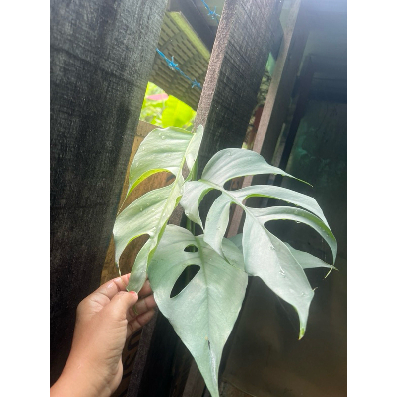 Monstera Cebu Blue Silver (anak) | Shopee Malaysia