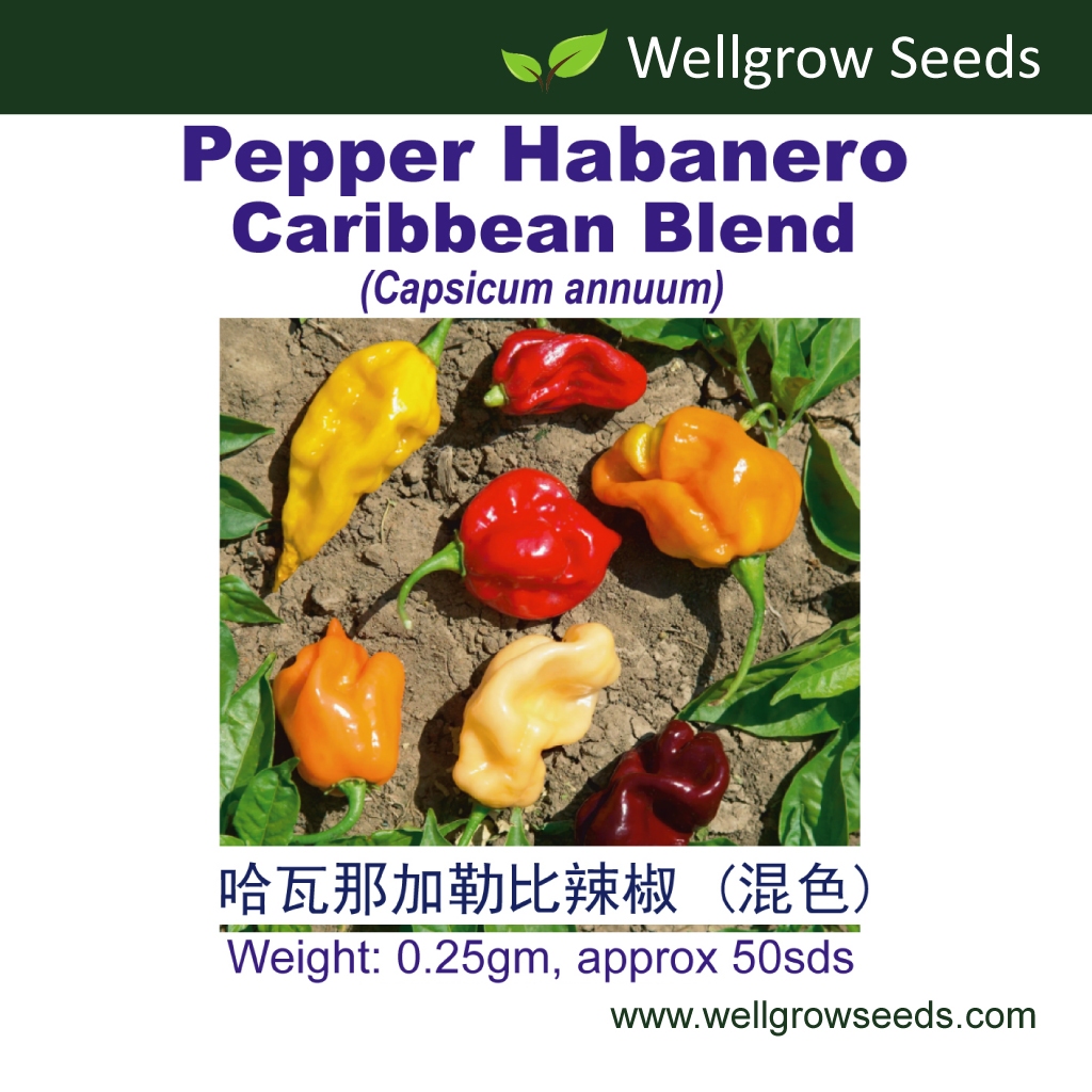 Pepper Habanero Carribean Blend (0.25gm, ≈50sds) 哈瓦那加勒比辣椒 (混色 ...