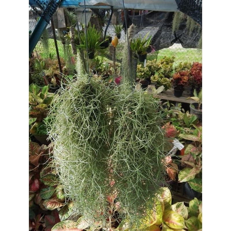 TILLANDSIA USNEOIDES SPANISH MOSS AIRPLANT JANGGUT ADAM | Shopee Malaysia