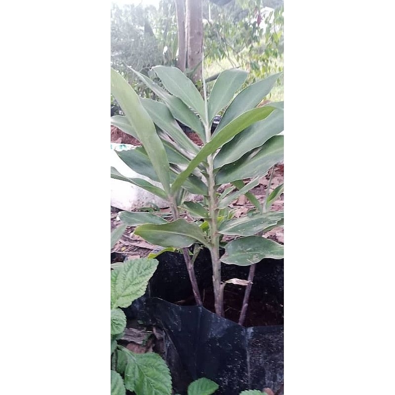 ANAK POKOK LEMPOYANG | Shopee Malaysia
