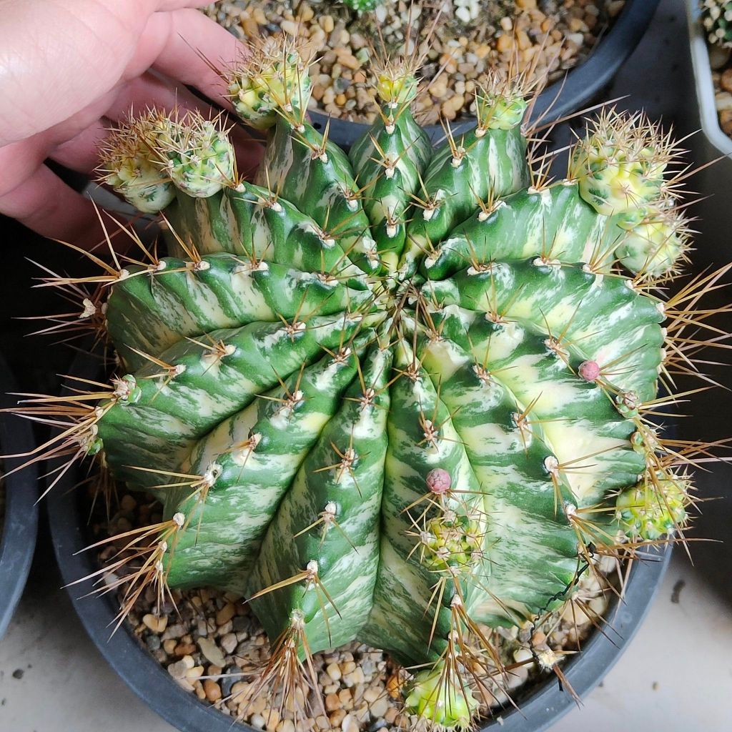 GYMNOCALYCIUM ID MARBLE CACTUS (OFFSETS FROM LANDED MOTHER PLANT ...