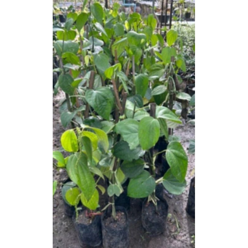 Pokok Lada hitam Hybrid Thai | Shopee Malaysia