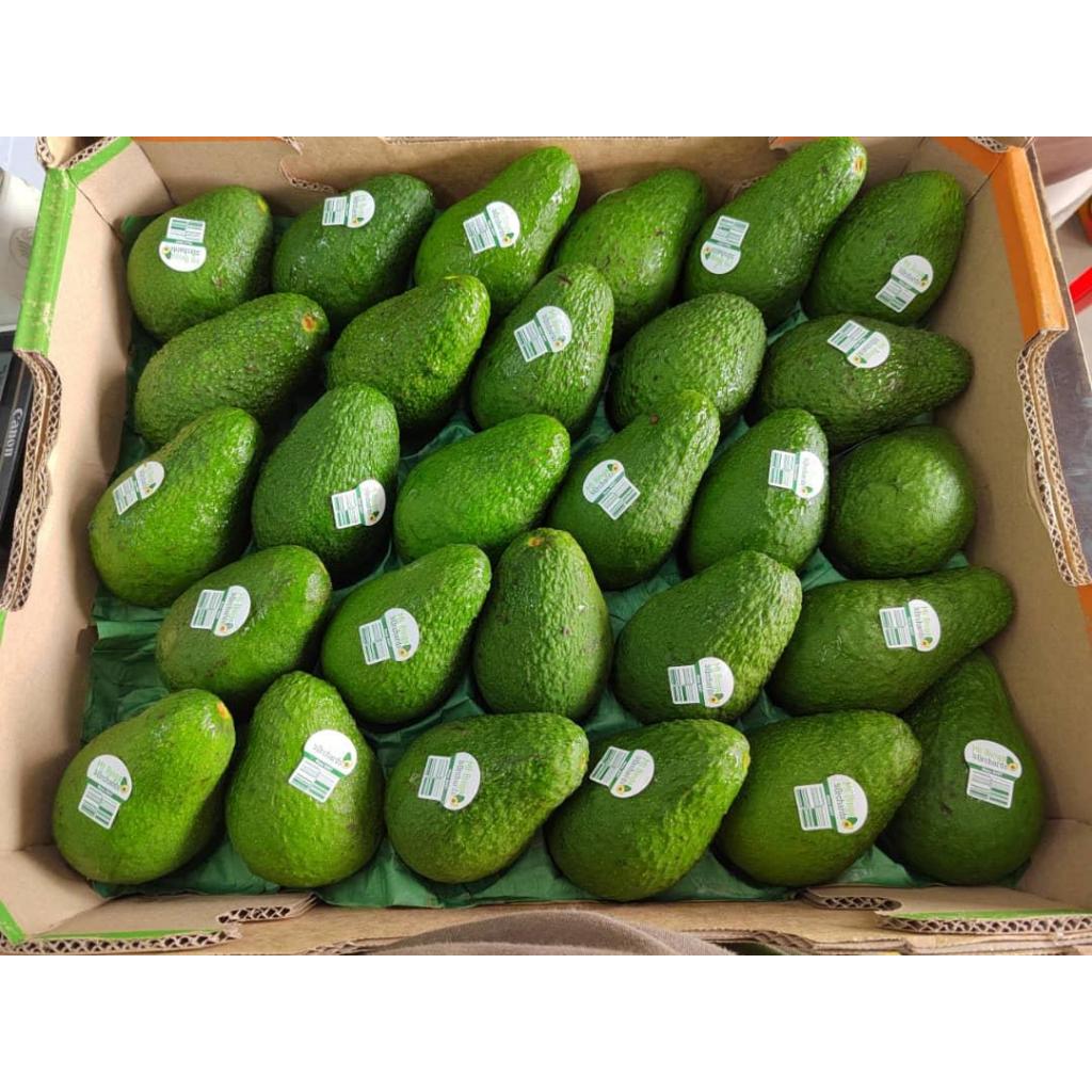 Australia Premium A Avocado (Hass) PRE ORDER (4pcs) | Shopee Malaysia