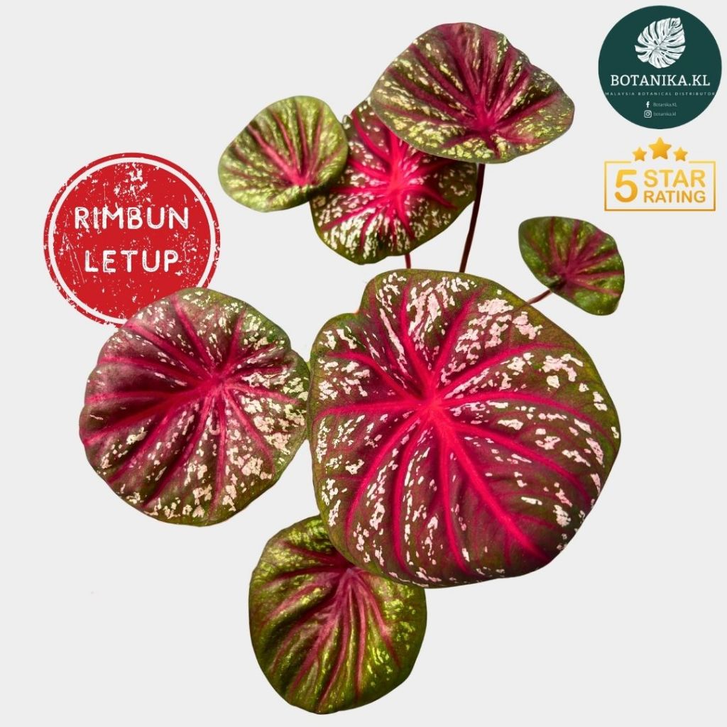 [Botanika.KL] Rimbun Letup Caladium Tora RARE🍀Pokok Keladi Pokok Hiasan ...