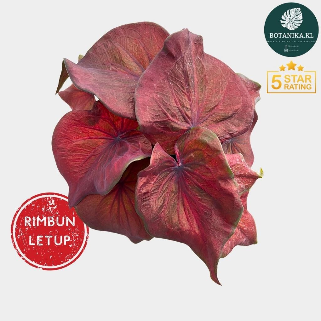 [Botanika.KL] Rimbun Letup Caladium Tango🍀Pokok Keladi Pokok Hiasan ...