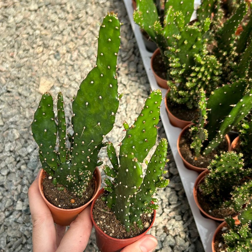 GPS Green Plant Society Live Cactus Type 38 Opuntia Monacantha ...