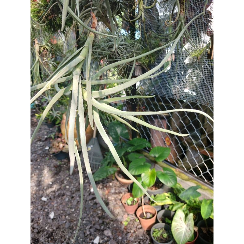 Airplant-T.Duratii(giant form) | Shopee Malaysia