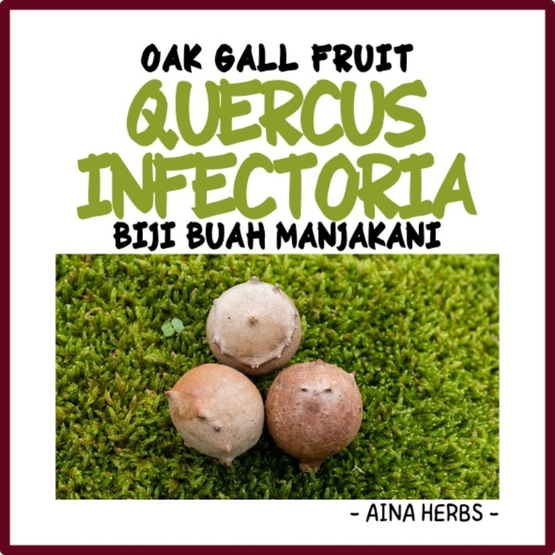 HSK [50g/100g] QUERCUS INFECTORIA | BIJI BUAH MANJAKANI | 100% JAMU ...