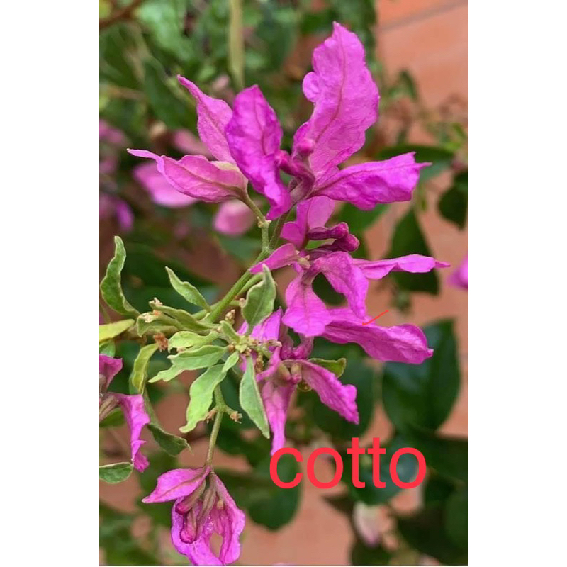 Bunga kertas Id Kusta #kusta #butterflypurple #bougainvillea | Shopee ...