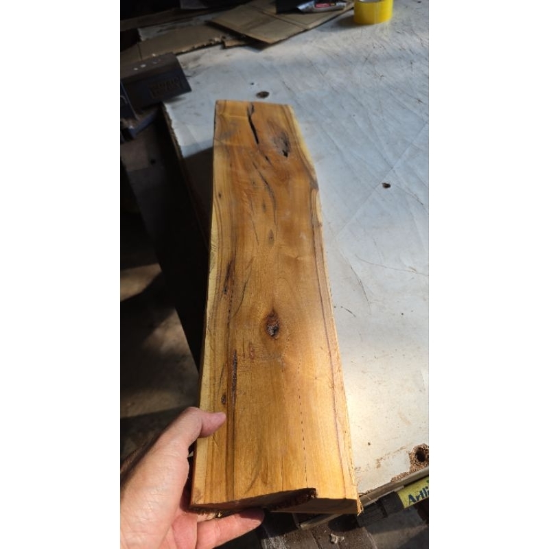 Kayu Kemuning Emas pokok hidup | Shopee Malaysia