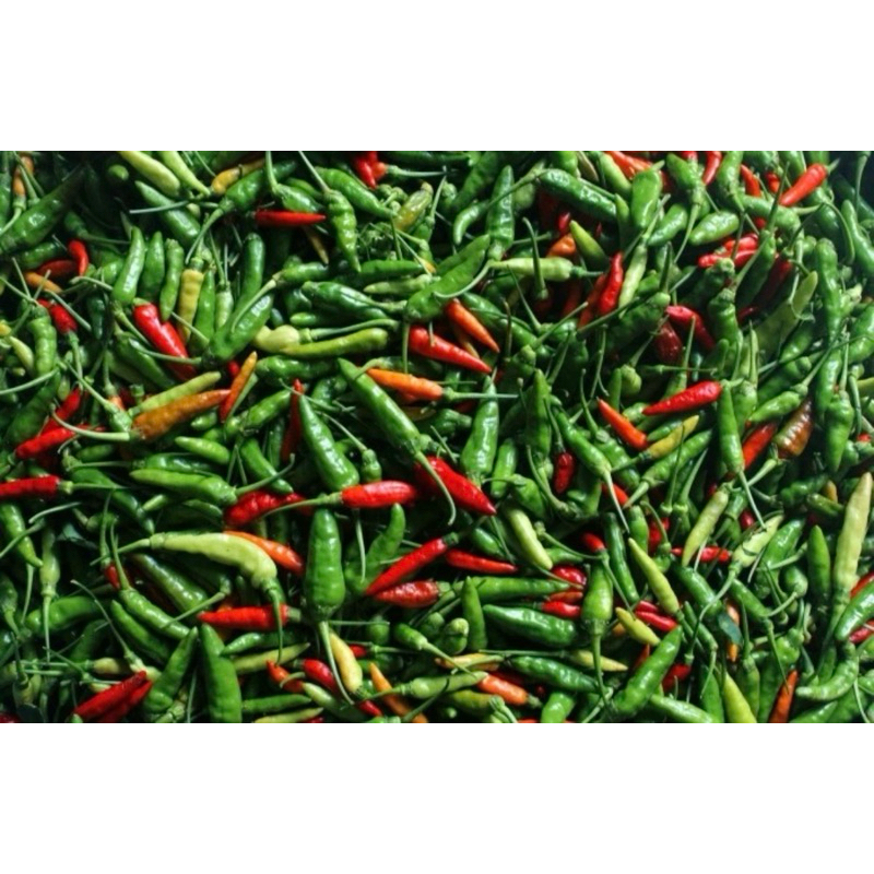 cili api kampung @ Cili Padi Fresh Dari Kebun sendir -Super spicy ...