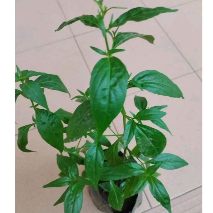 蛇草（Pokok Hempedu bumi） | Shopee Malaysia
