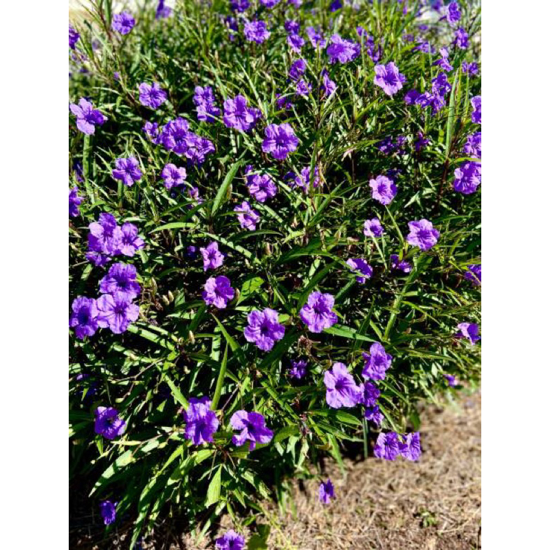Ruellia Brittoniana / Mexican petunia/ Pokok Kencana Ungu / Purple ...