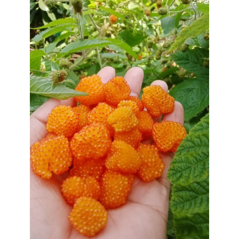 Biji Benih Native Raspberry 50 Biji Dari Kebun Paklong | Shopee Malaysia