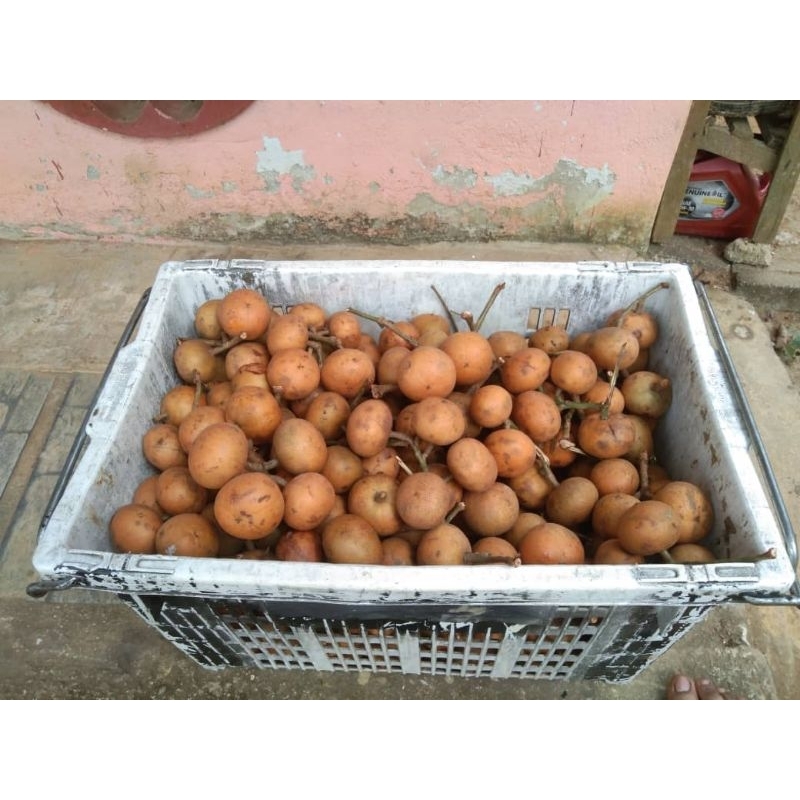 BUAH TAMPOI FRESH DARI HUTAN | Shopee Malaysia