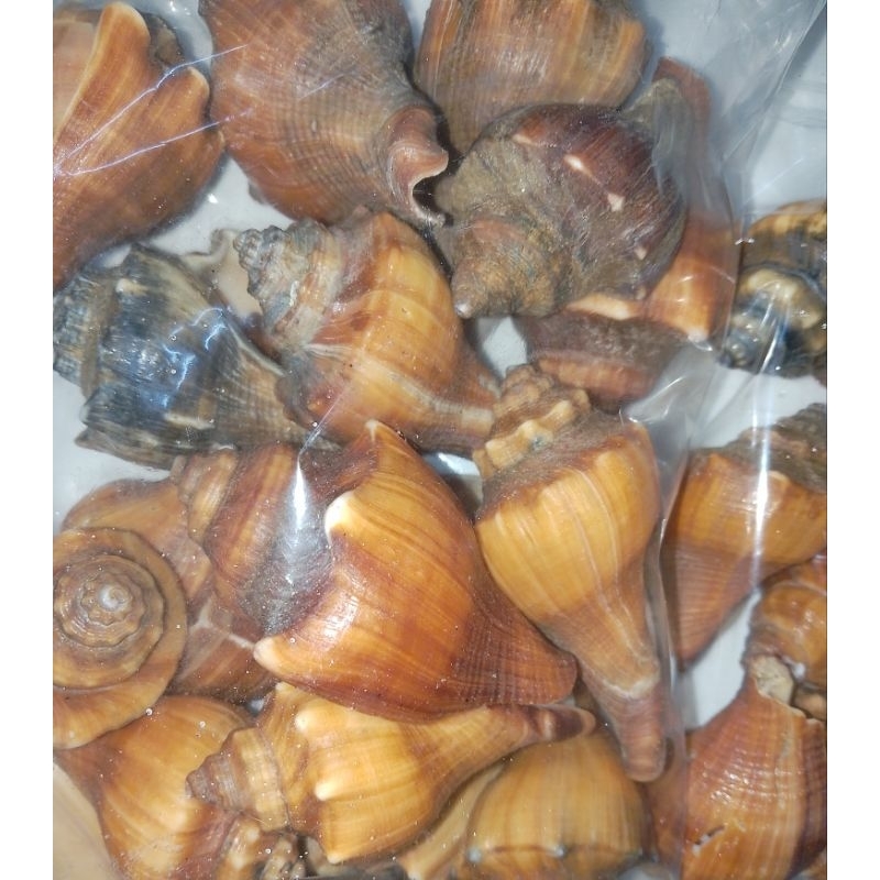 Seashell Volegalea Besar Untuk Hiasan Aquarium Dan Kerja-Kerja Seni [1 ...