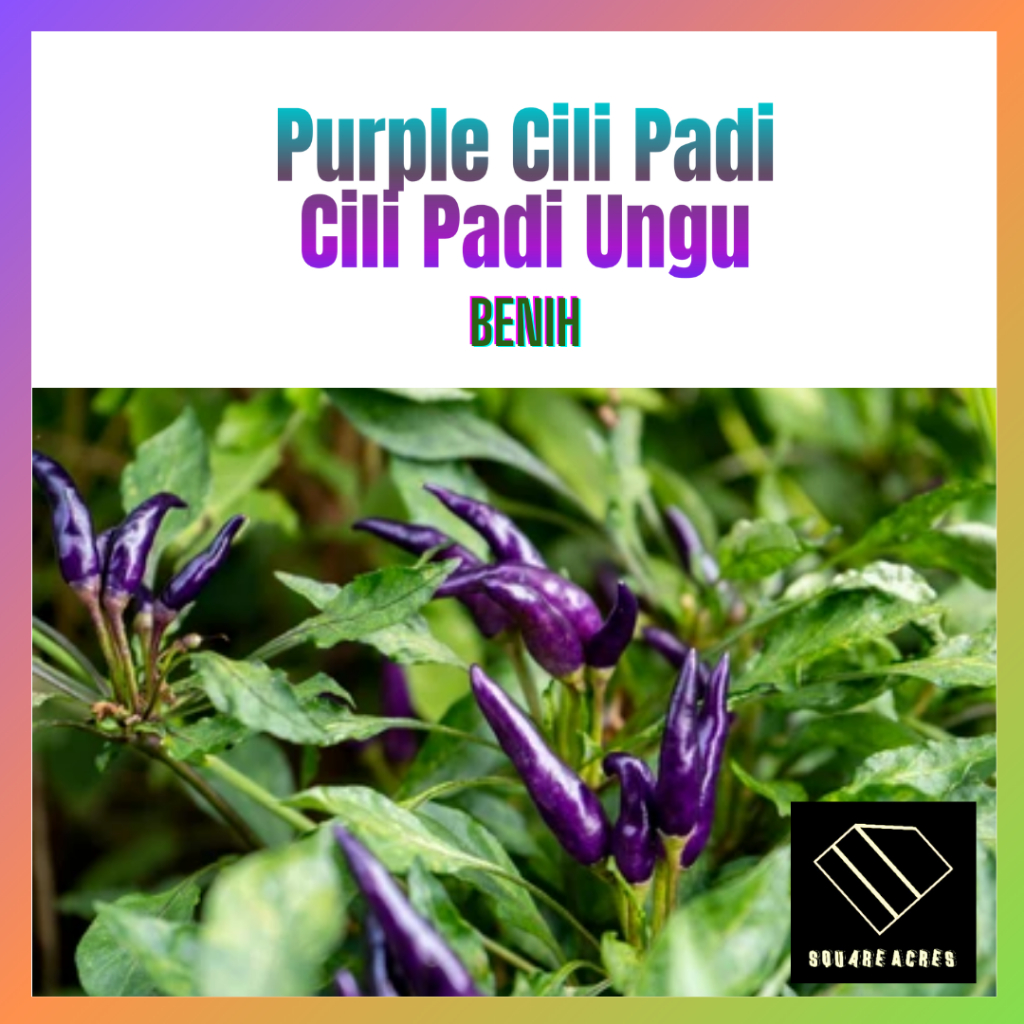 20 Biji Benih Cili Padi Ungu Purple Birds Eye Chilli Seed | Shopee Malaysia
