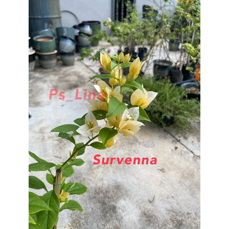 Bunga kertas bougainvillea live plant ID rare pelbagai jenis baru ...